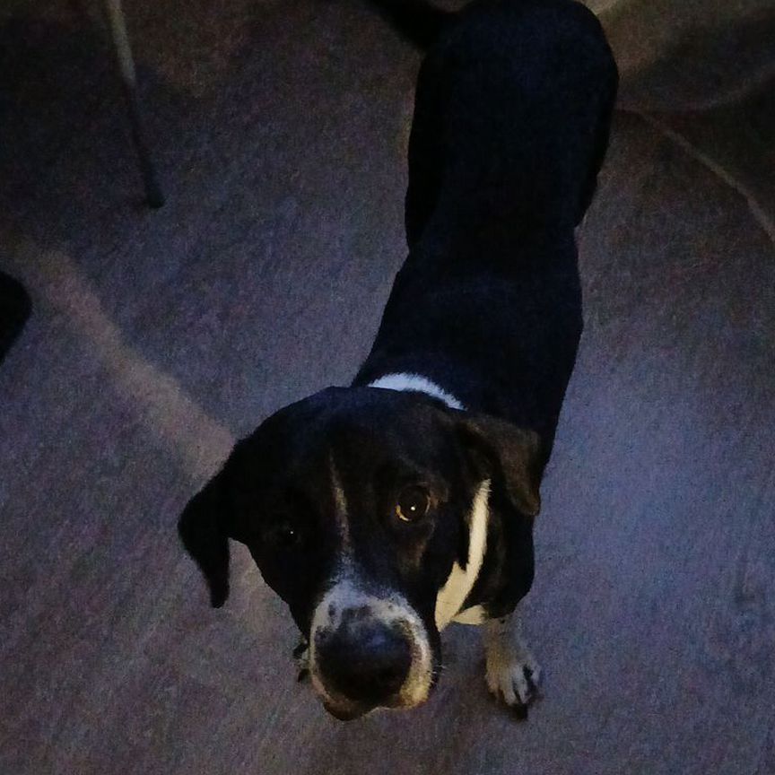 Умная собачка боня