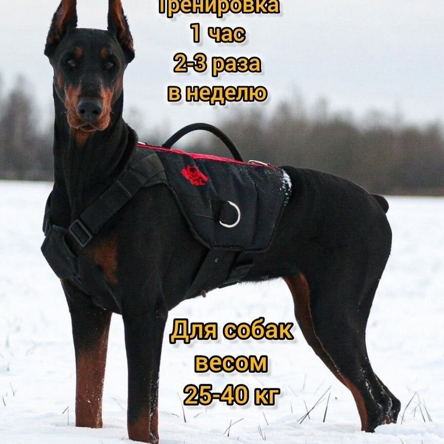 Спортивный жилет для собак с грузом 4 кг