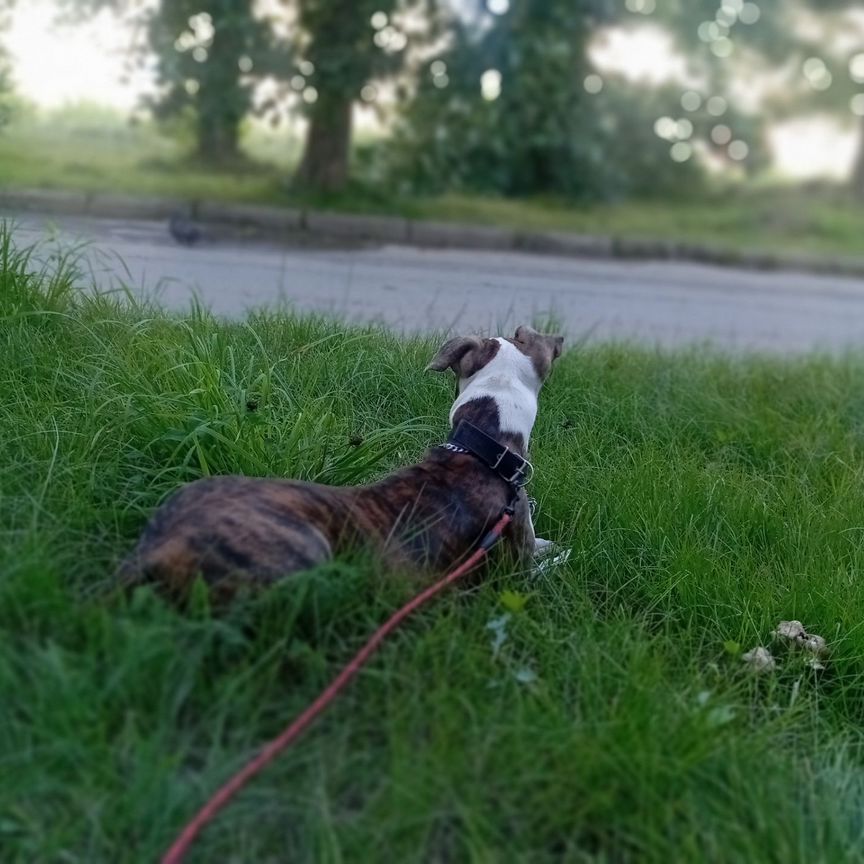 Стаффорд девочка