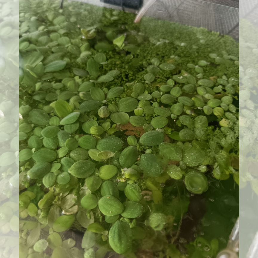 Аквариумные растения