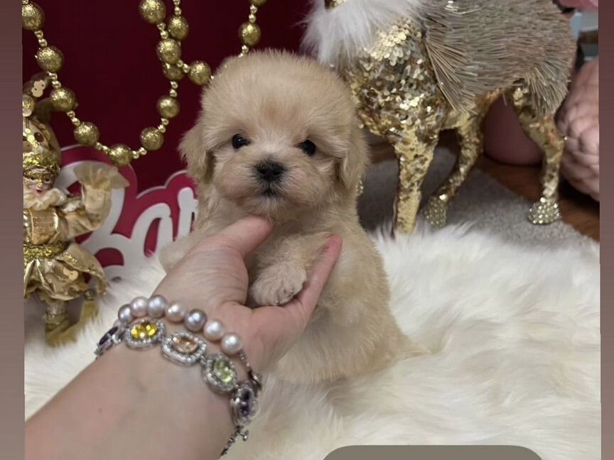 Мальтипу ф1 супер мини малышка Корейский тип
