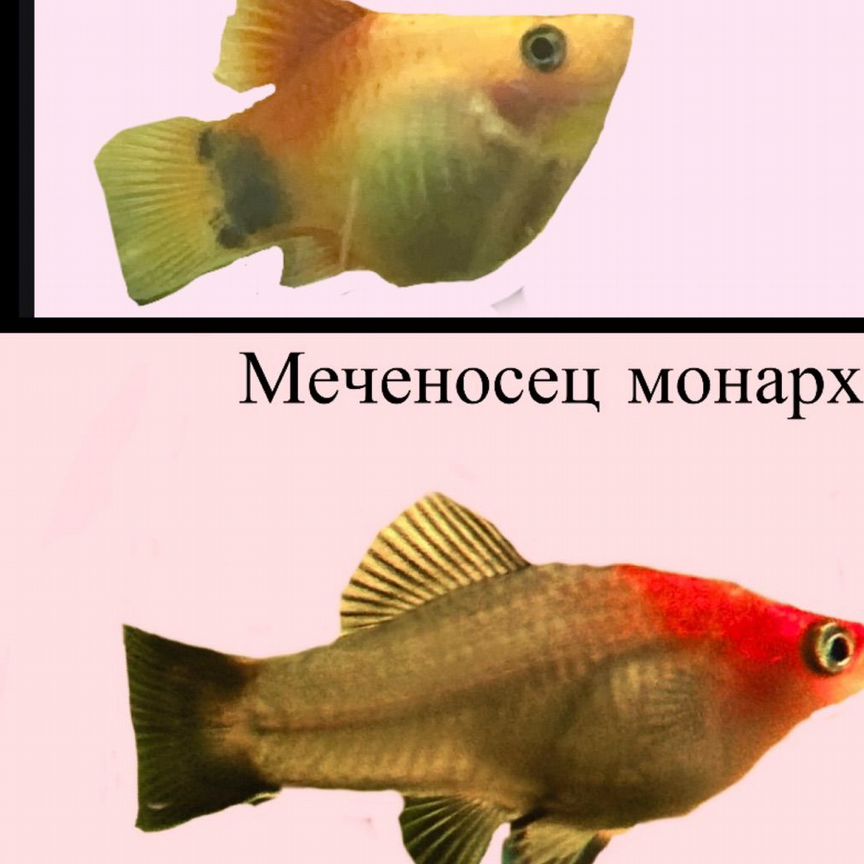 Меченосцы. Пецилии