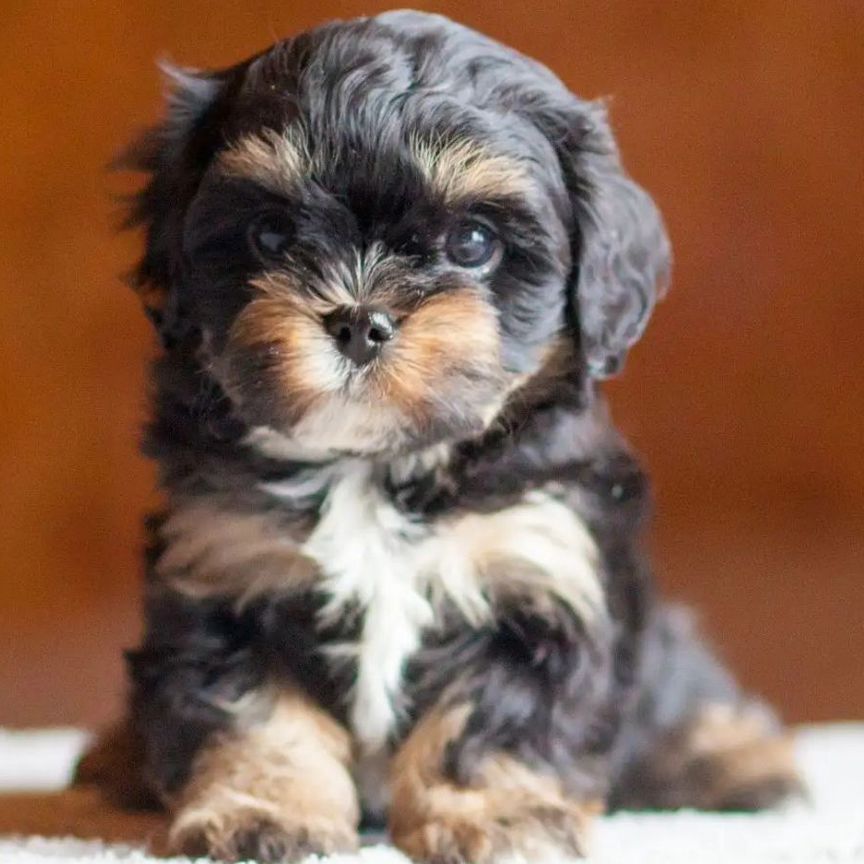 Кавапу, щенок