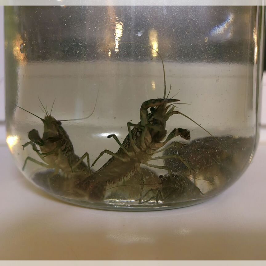 Мраморные раки бесплатно