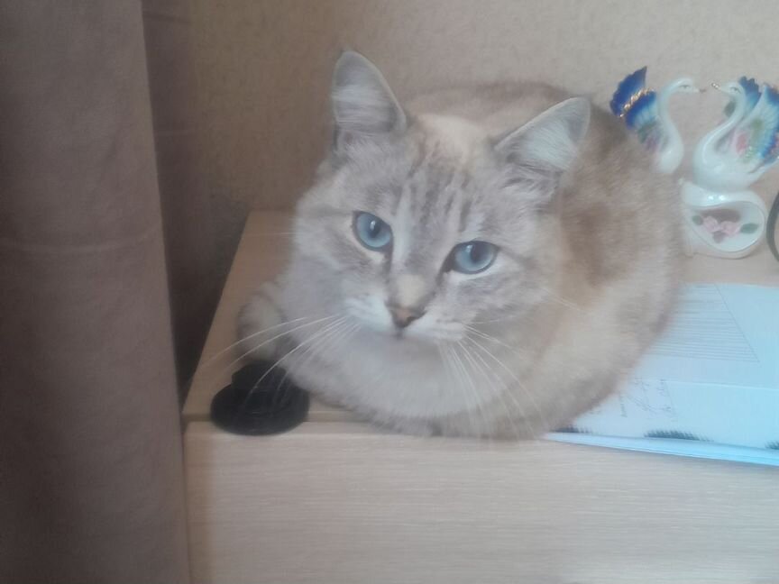 Кошка