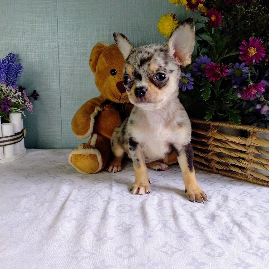 Мраморный мальчик