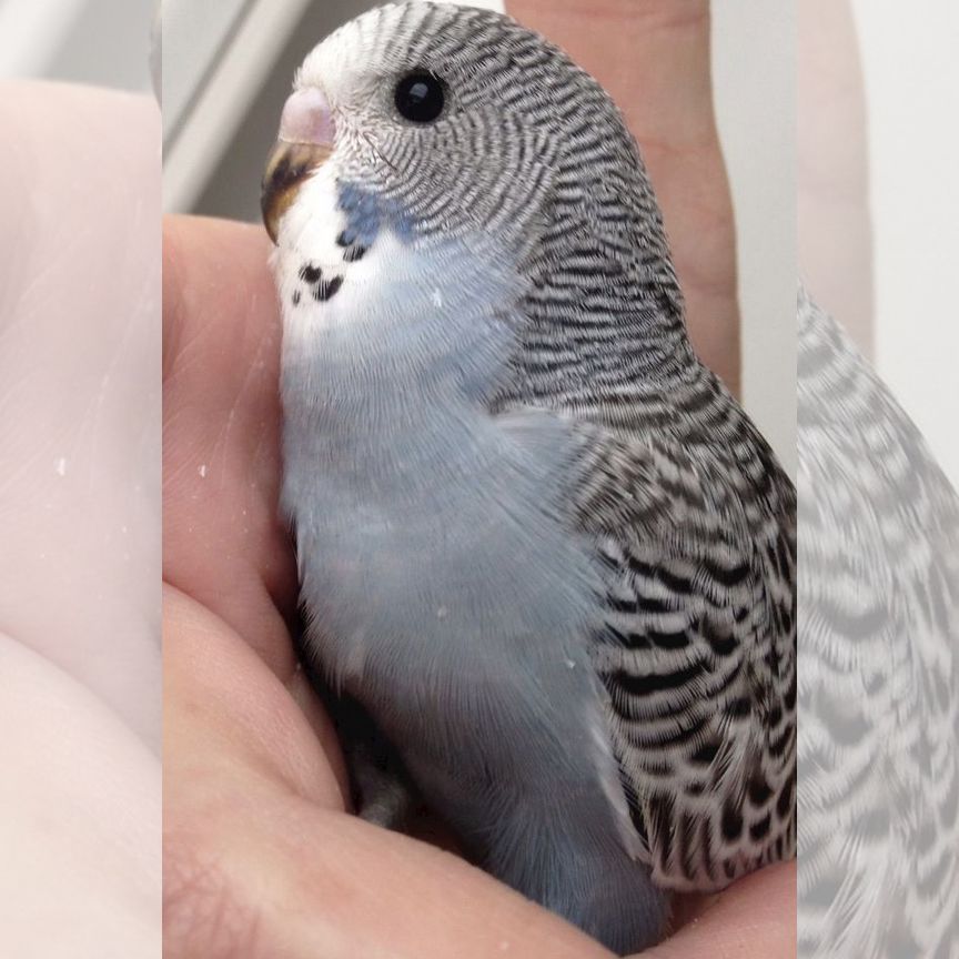 Волнистый попугай самка