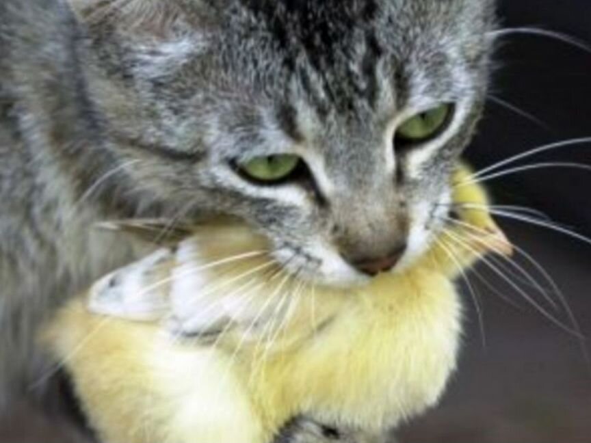 Корм для животных