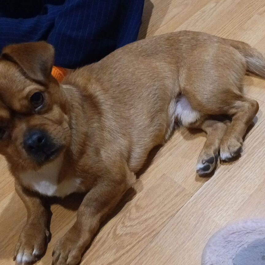 Собака в добрые руки