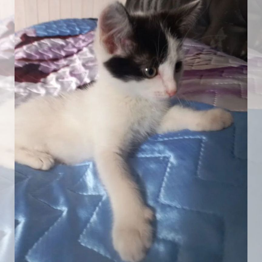 Котёнок в добрые руки