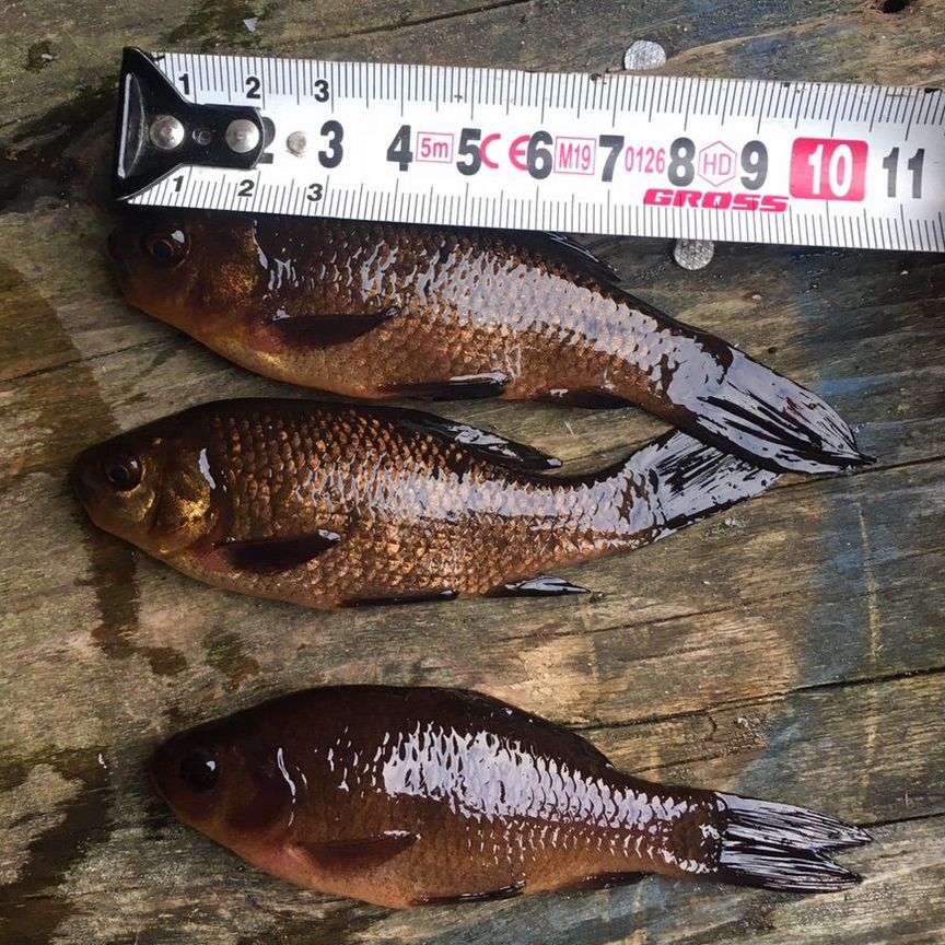 Живец карась