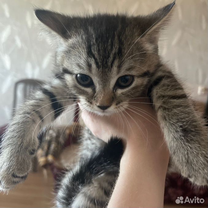 Кошки шотландцы