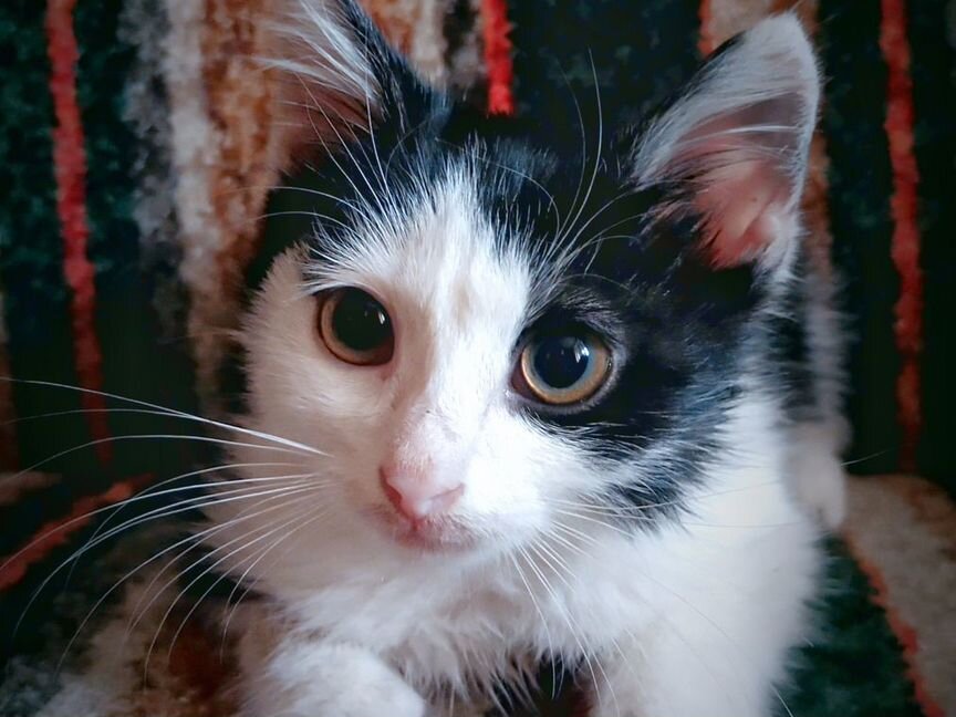 Котенок мальчик 2 месяца