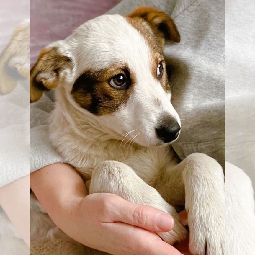 Щенок в добрые руки