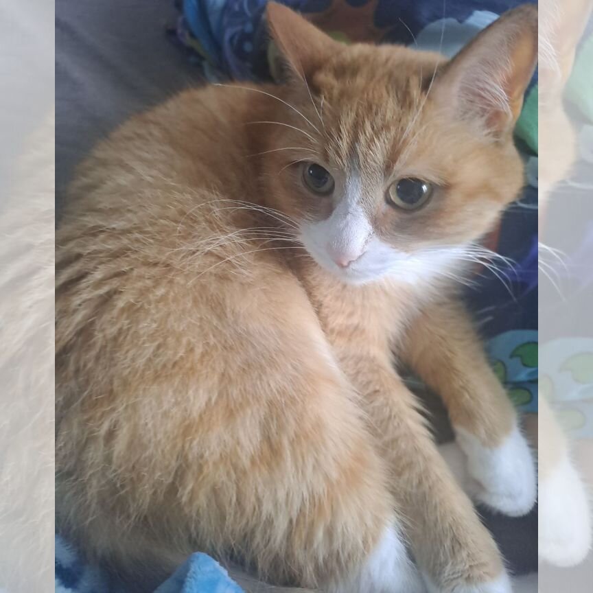 Отдам кота в добрые руки