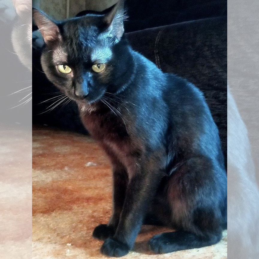 Взрослый кот в добрые руки