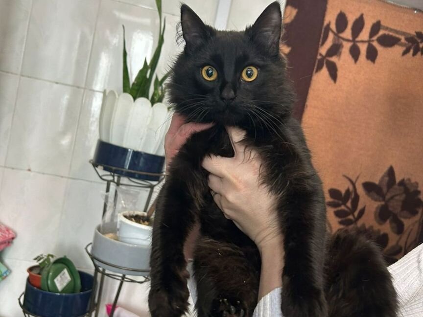 Кот Гуталин ждёт тебя