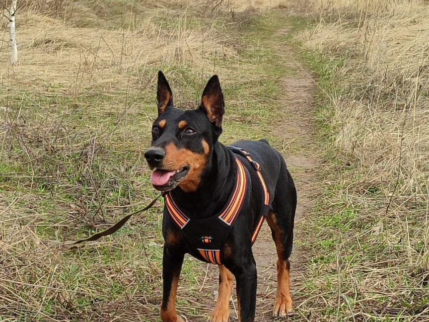 Собака в добрые руки