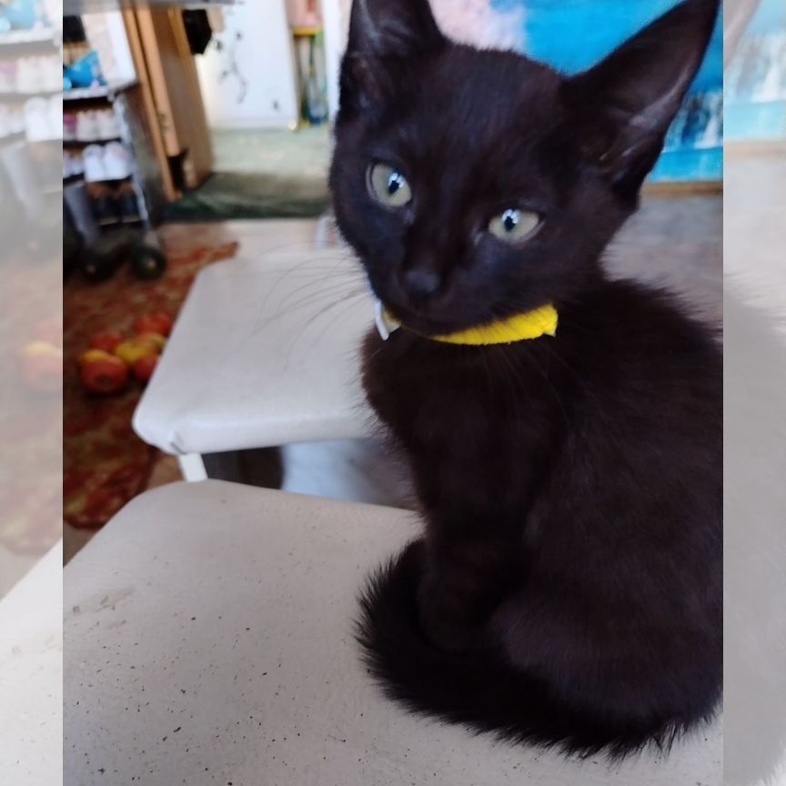 Котенок
