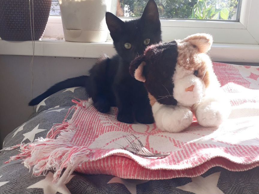 Маленькая чёрная принцесса ищет дом