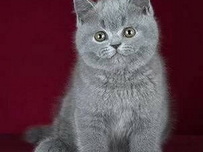 Клубные британские котята