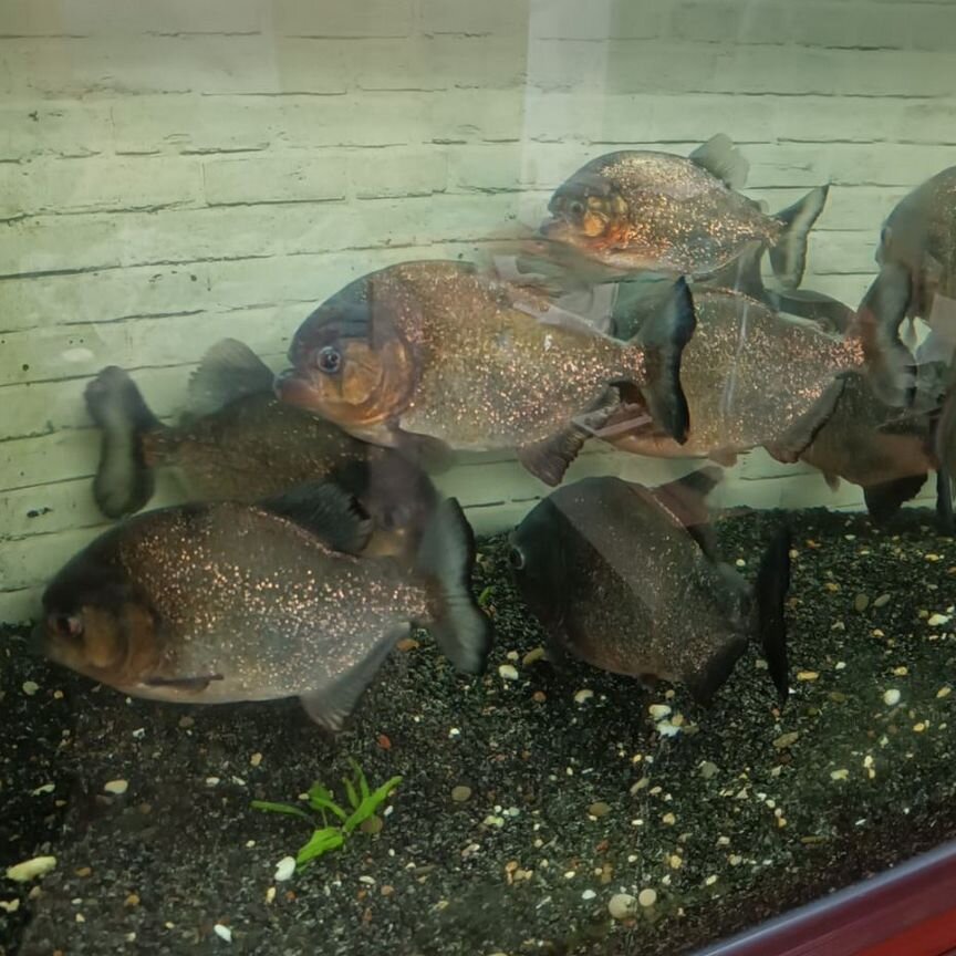 Аквариумные рыбки пираньи наттерера