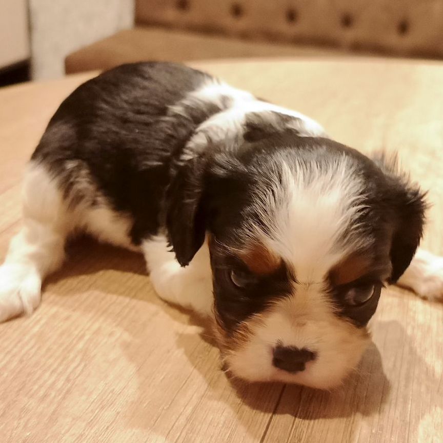 Кавалер кинг-чарльз-спаниель, щенок