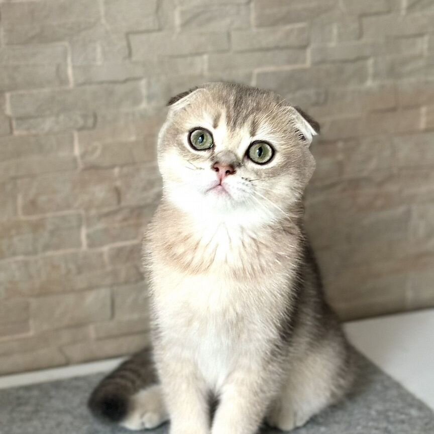 Шотландская голубое золото(Fold)ay11девочка