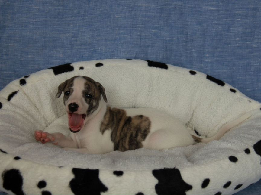 Белый с пятнами мальчик уиппета