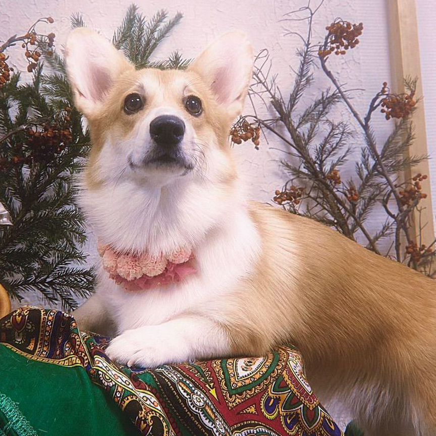 Вельш корги пемброк