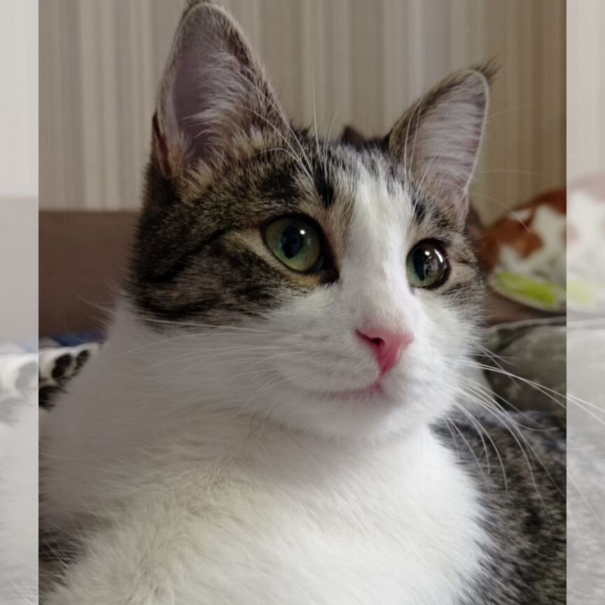 Котёнок от частного владельца