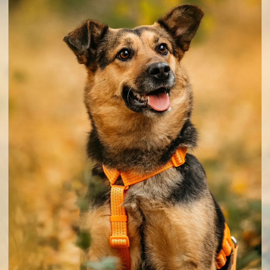 Взрослая собака в добрые руки