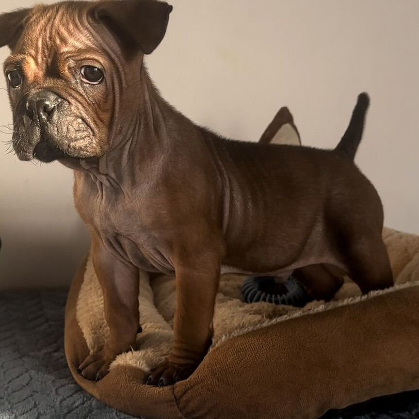 Чунцин, щенок