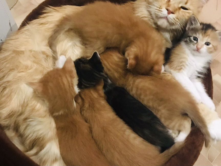 Мейн-кун метисы