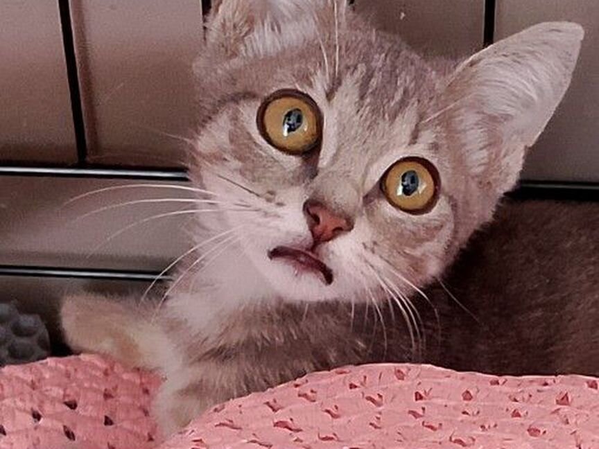 Котёнка никто не хочет забрать