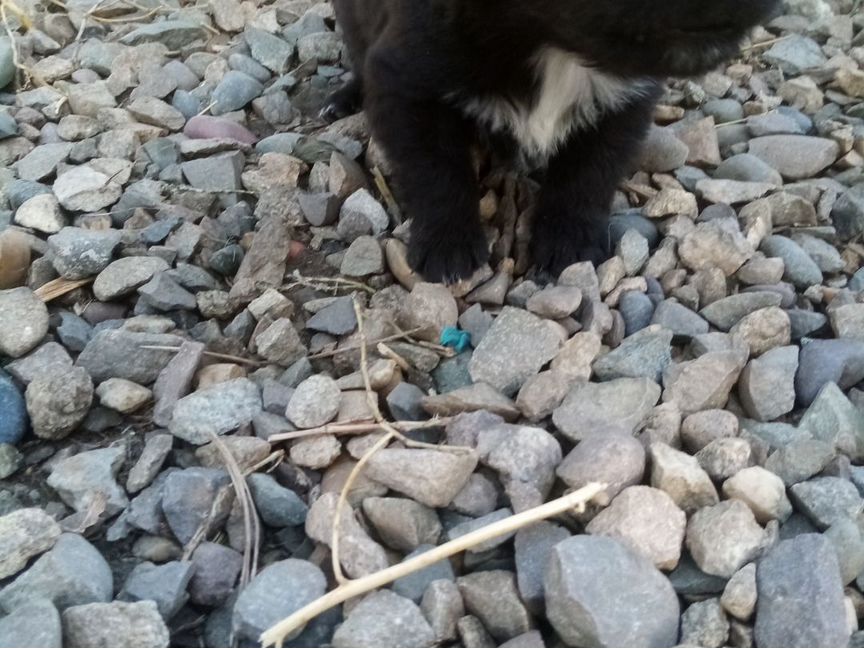 Собаки щенки бесплатно