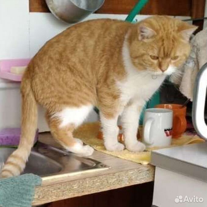 Кот шотландец вязка