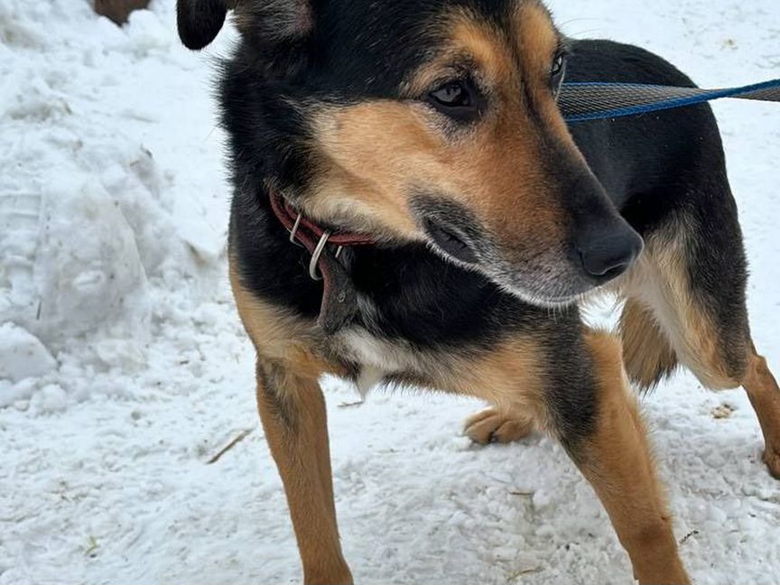 Собака в добрые руки Рэми