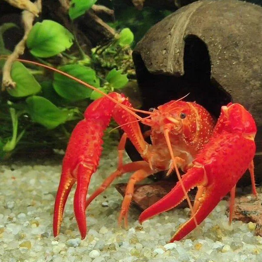 Рак флоридский красный - Procambarus clarkii