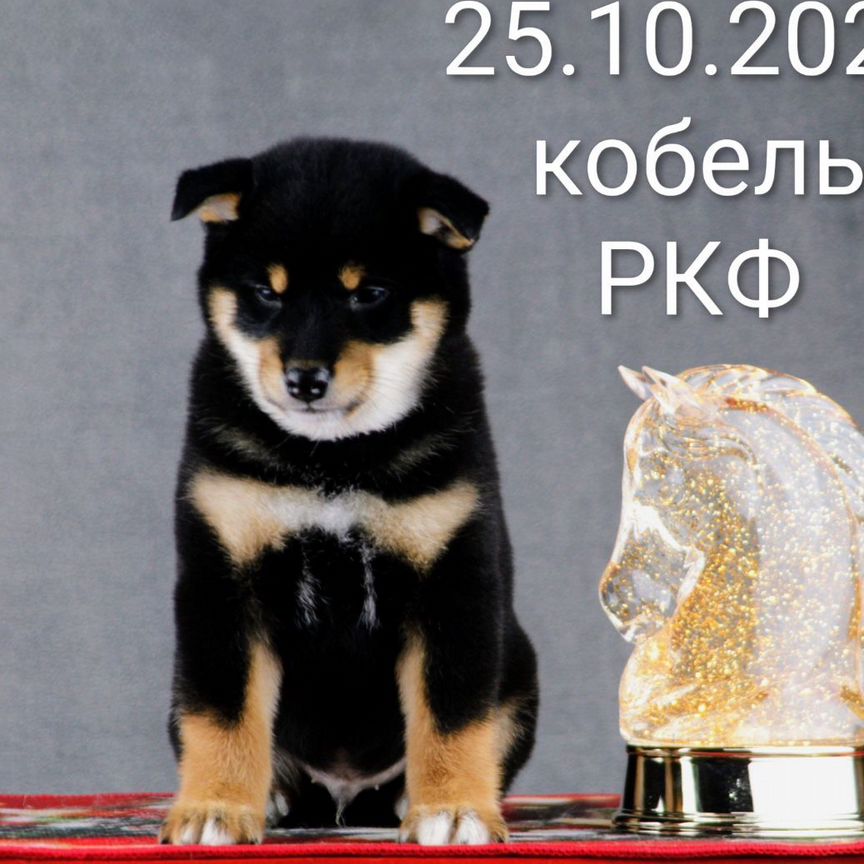 Сиба-ину, щенок