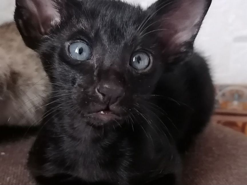 Ориентальный котенок