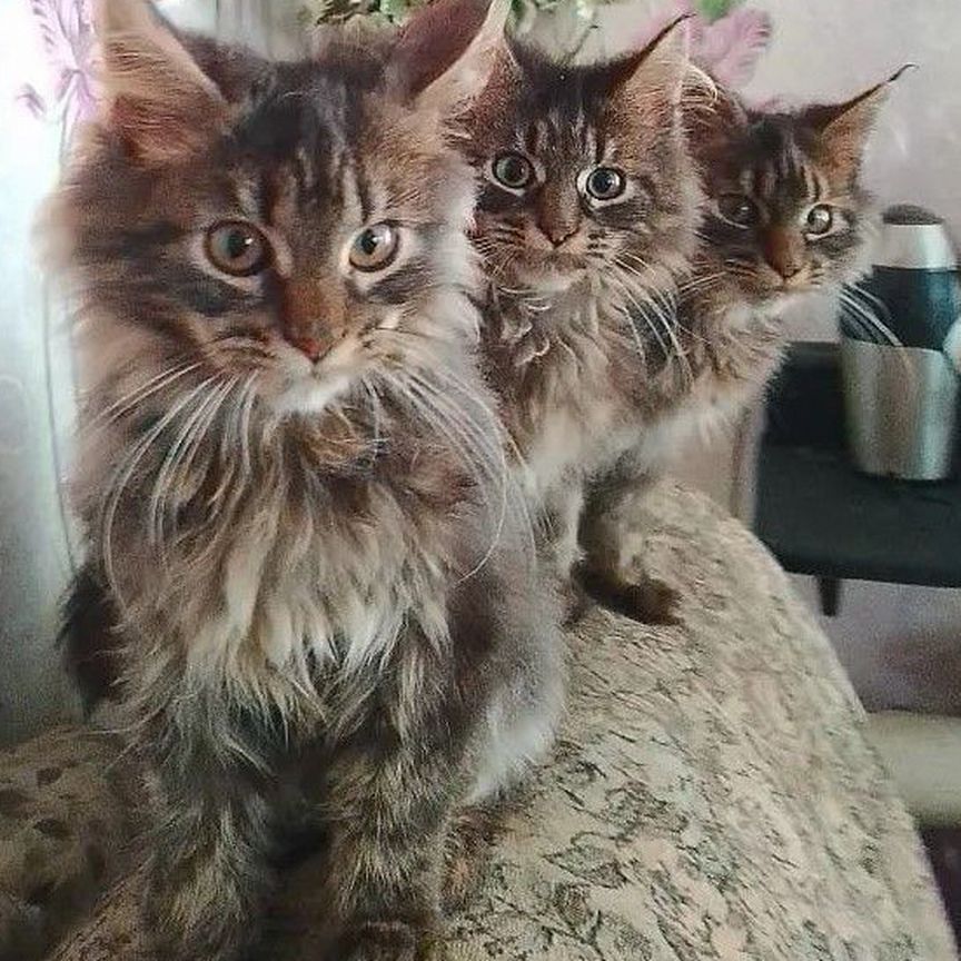 Котенок мальчики мейн-кун