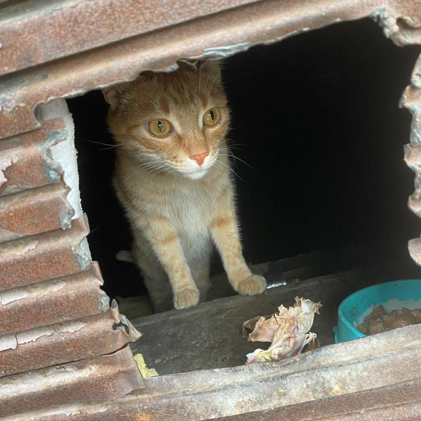 Молодой котик