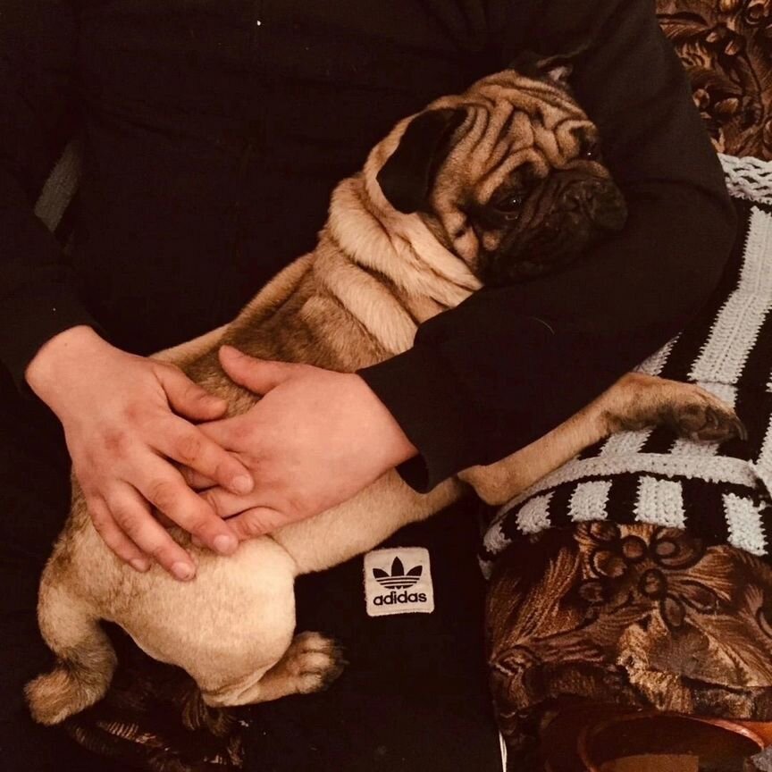 Мопс вязка (мальчик)