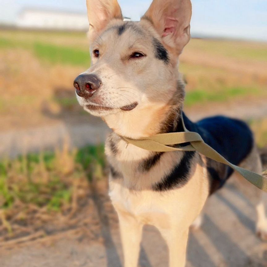 Ласковый пес