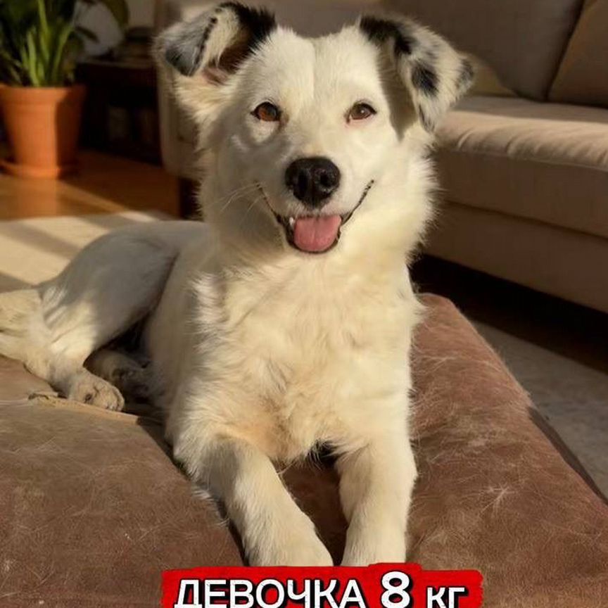 Взрослая собака в добрые руки