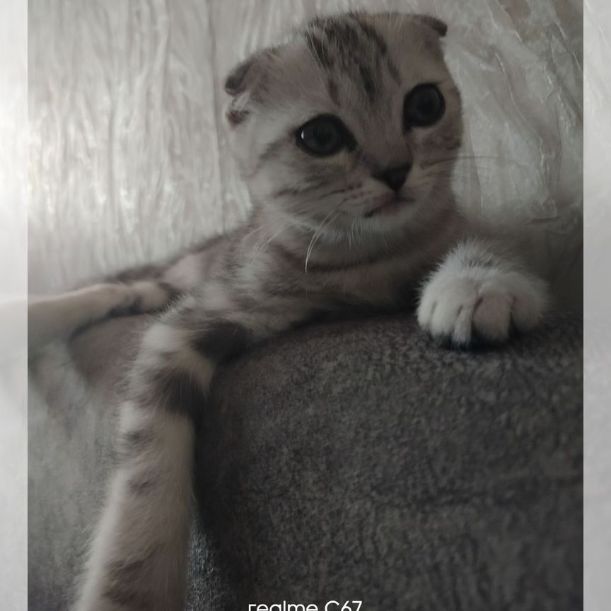 Шотландский вислоухий короткошёрстный котёнок
