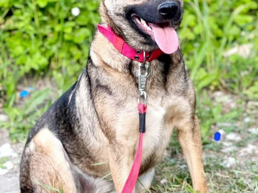 Ищем добрые руки для прекрасной собаки (девочка)