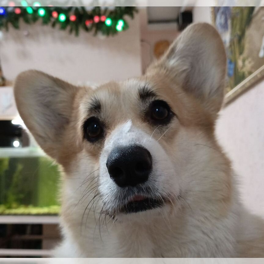 Вельш-корги Пемброк щенки