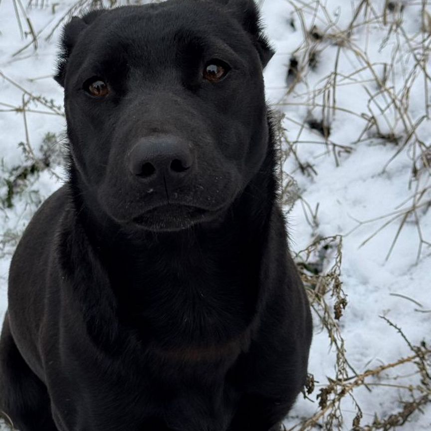 Собака в добрые руки отдам бесплатно